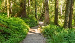 Discover the Out And Back Trail - Hiking's Best Kept Secret!